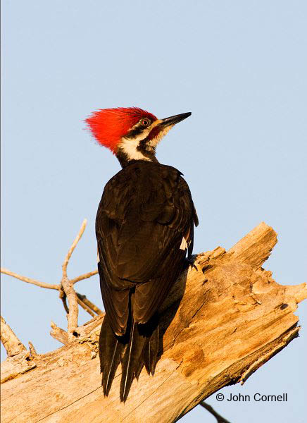 Cornell Nature Photography